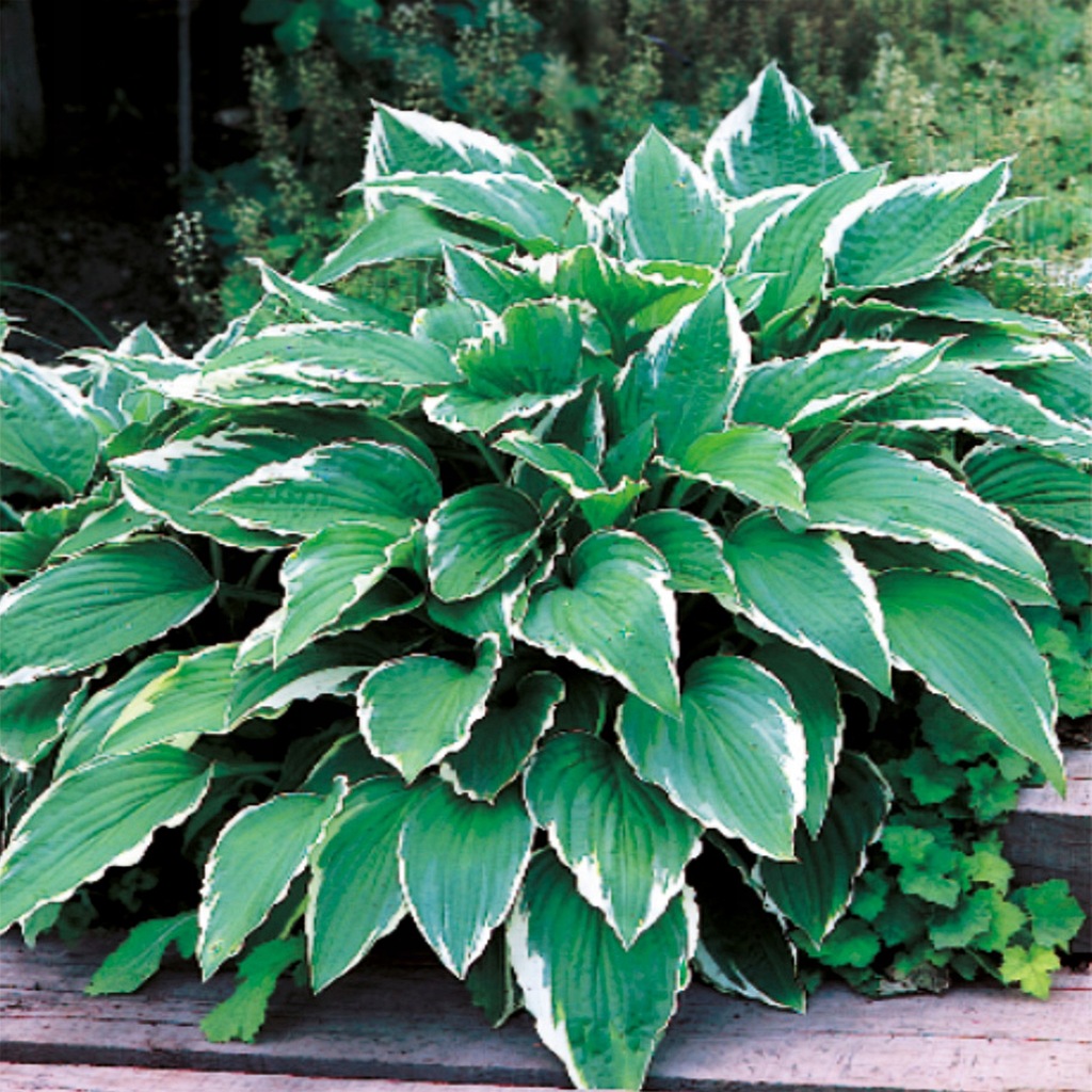 Hosta Funkia Crispula 1 szt sadzonka hosty - 13078126370 - oficjalne ...