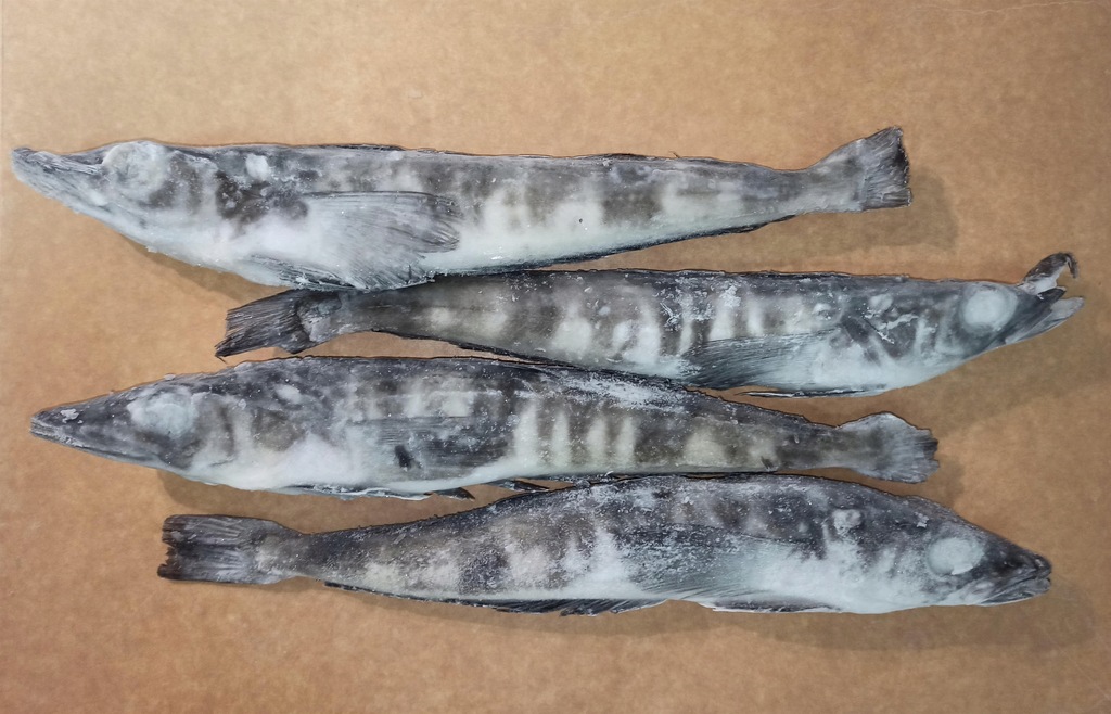 KERGULENA CAŁA TUSZA Z GŁOWĄ 2KG - 11867977465 - oficjalne archiwum Allegro