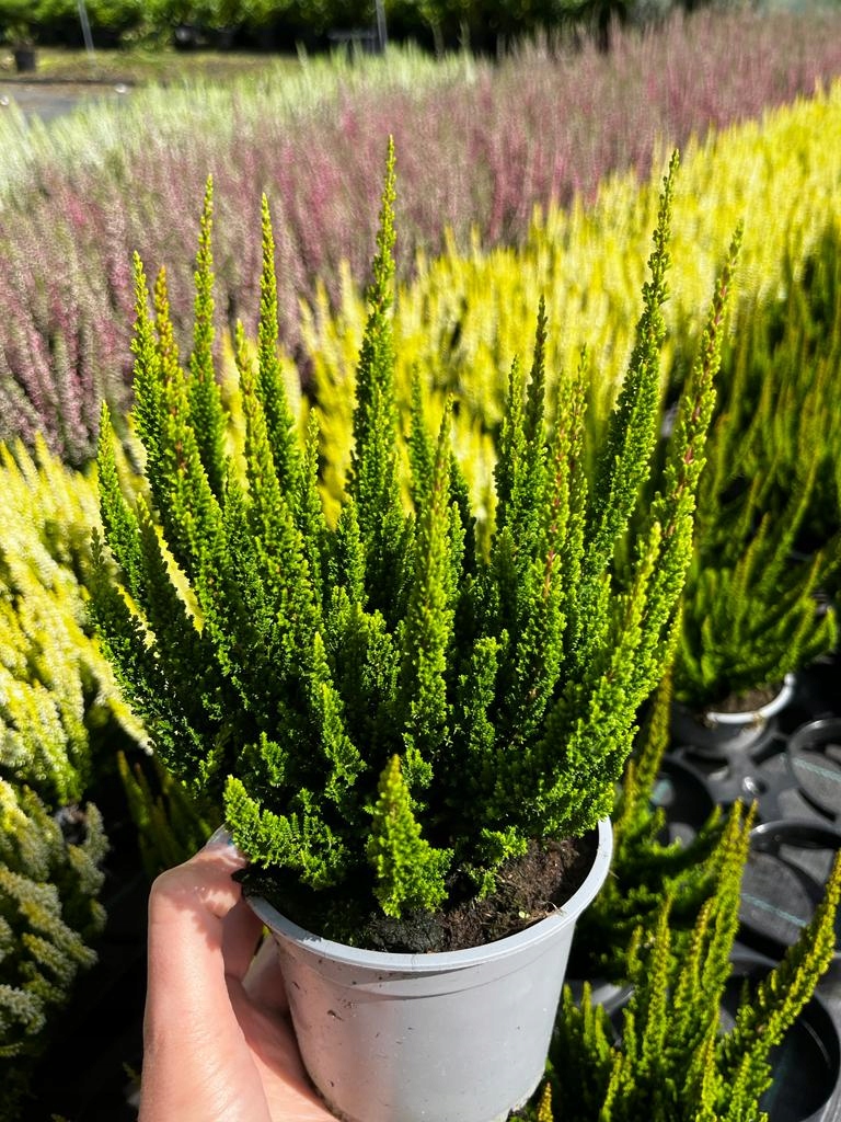 Wrzosy wrzośce ZIELONY PIĘKNA SADZONKA! - 14262092251 - oficjalne ...