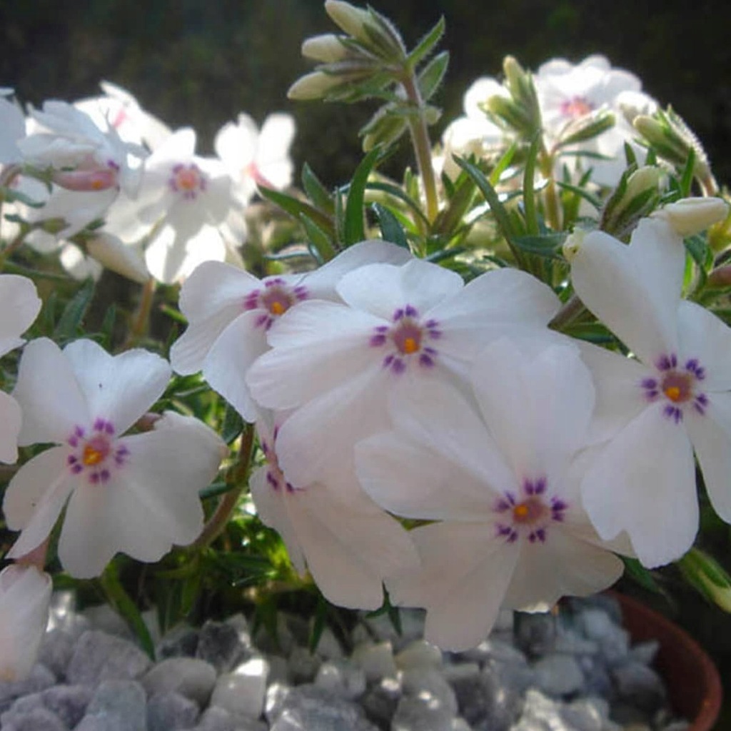 Płomyk szydlasty Floks Amazing Grace sadzonka - 12428076469 - oficjalne ...