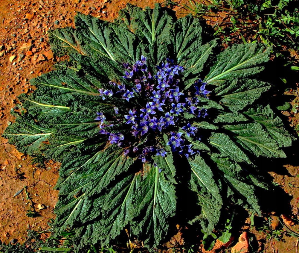 Mandragora Autumnalis Mandragora Jesienna - 12272024876 - oficjalne ...