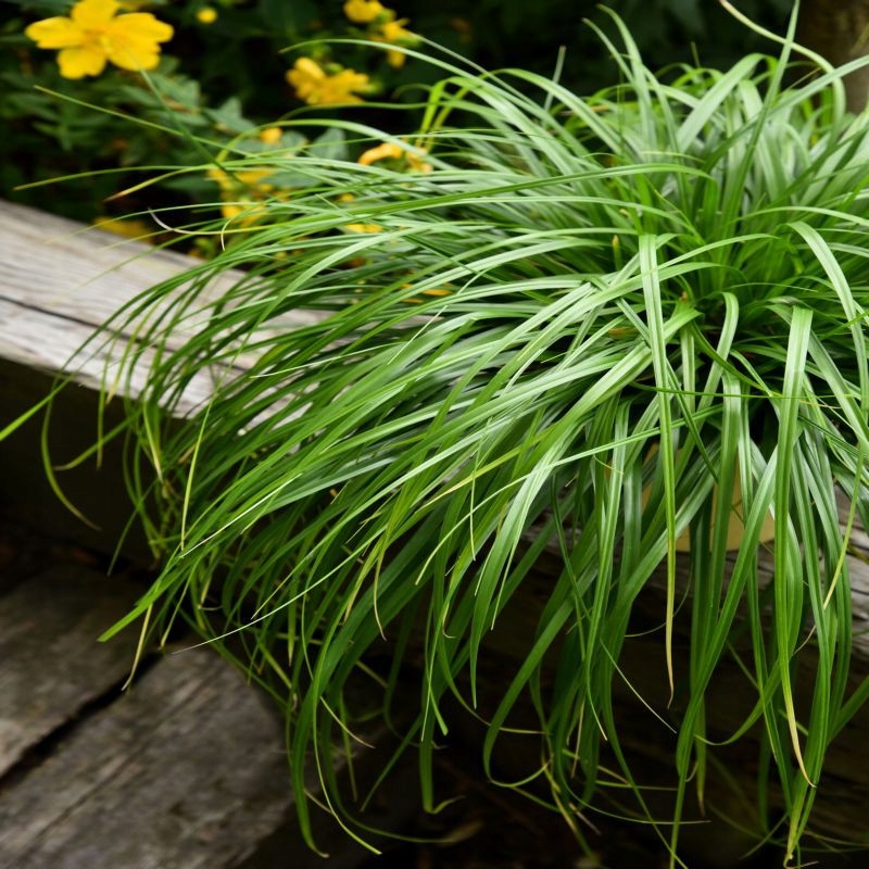Turzyca oszimska Greenwell - Carex oshimensis - 10860313506 - oficjalne ...