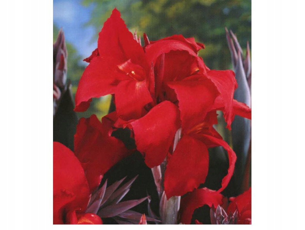 Kanna paciorecznik canna BLACK KNIGHT 3szt 1429 - 11846675448 ... Kanna paciorecznik canna BLACK KNIGHT 3szt 1429 - 11846675448 ...