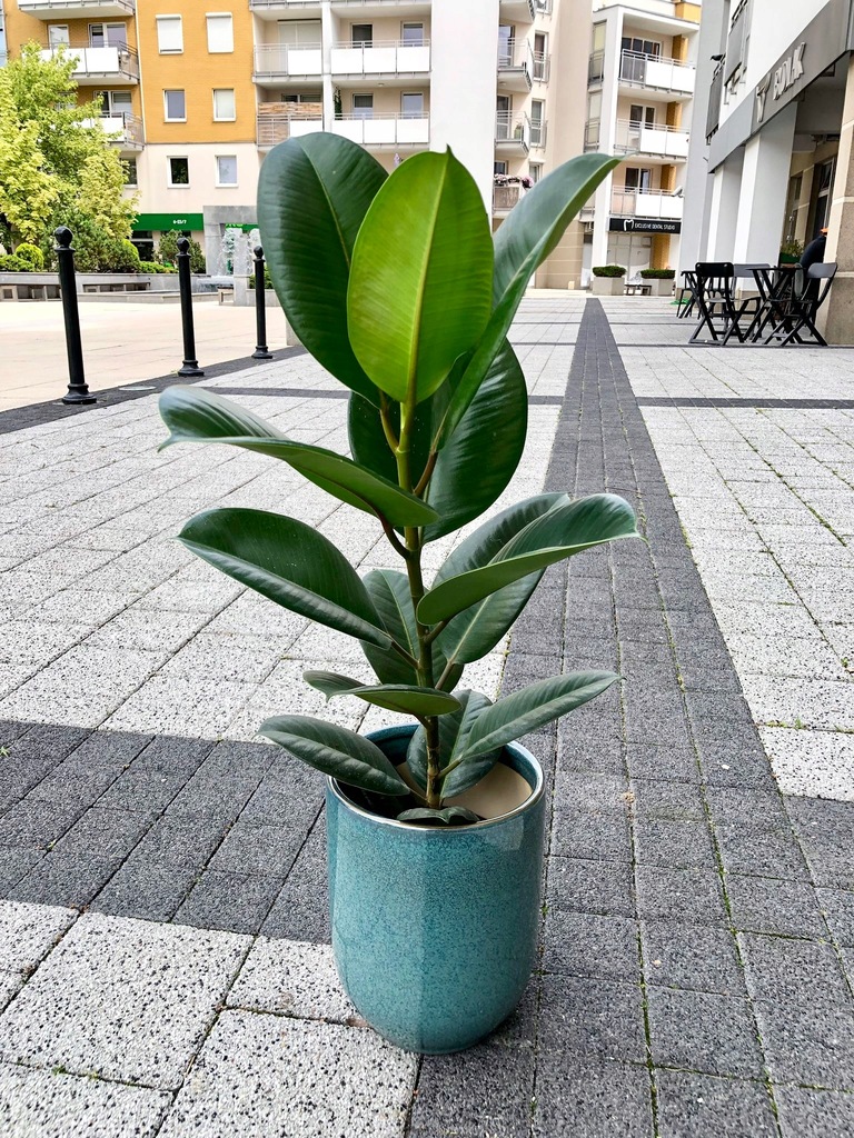 Ficus elastica Robusta fikus sprężysty 70cm ⌀17cm - 14044495965 ...