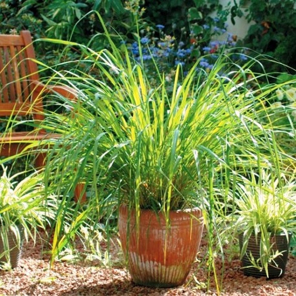 TRAWA CYTRYNOWA SADZONKA 20-40cm w P9 - 7379872020 - oficjalne archiwum ...