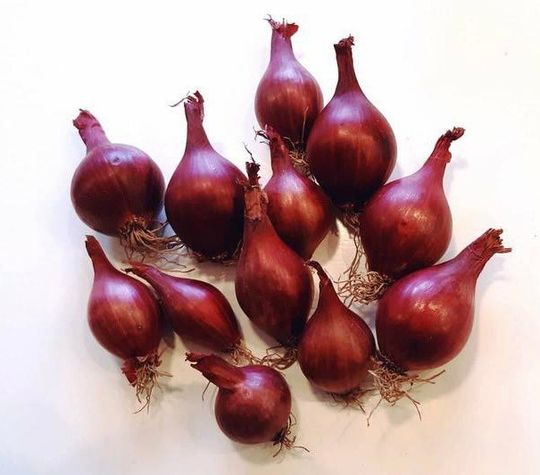 CEBULA DYMKA 1 kg CZERWONA ODPORNA - 13187038752 - oficjalne archiwum ...