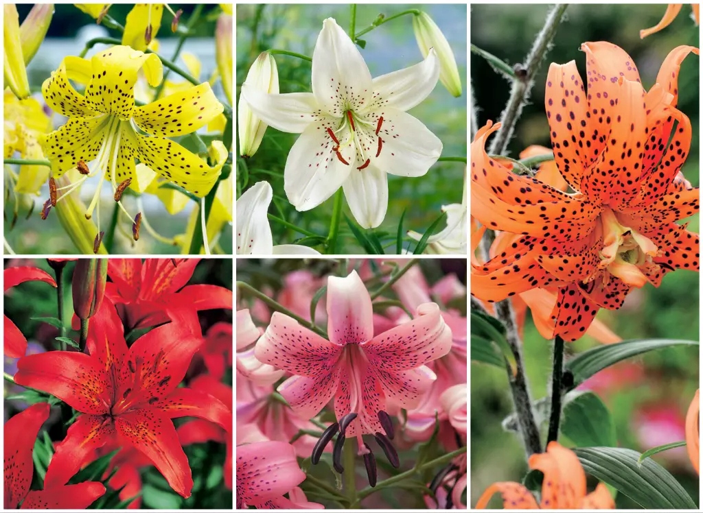 ZESTAW LILIE TYGRYSIE | CEBULKI LILII 5 SZT. - 14966580820 - oficjalne ...