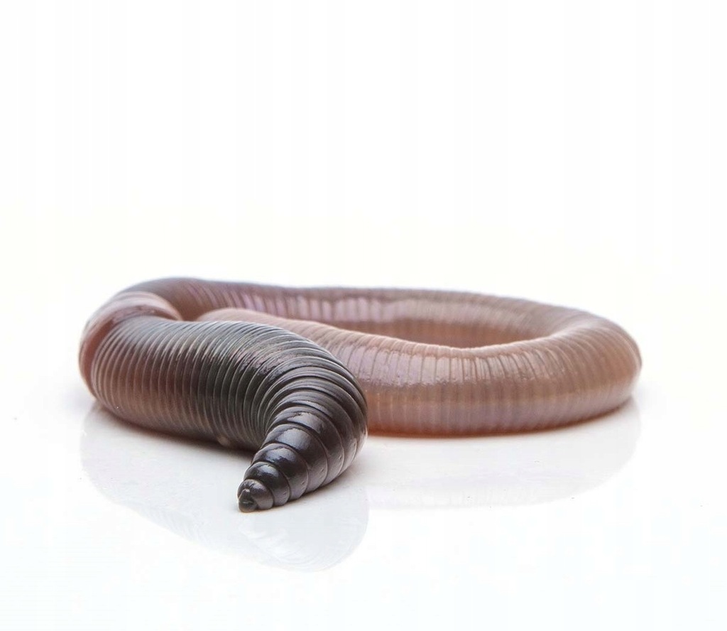 Rosówki Kanadyjskie Rosówka 10 SZT ROBAKI NA RYBY - 10628443115 ...