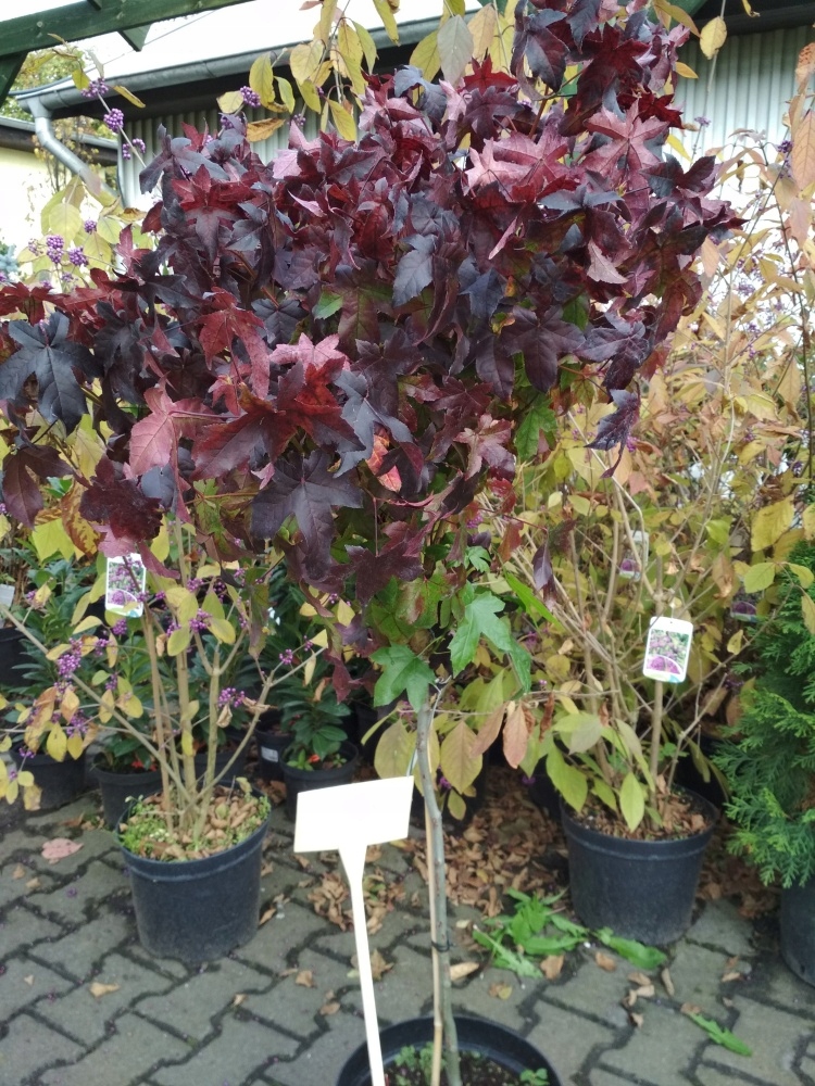 Ambrowiec balsamiczny Liquidambar Gumball na pniu - 10495380984 ...