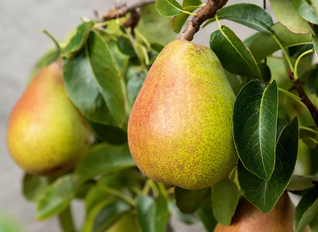 GRUSZA KOLUMNOWA 'OBELISK' DRZEWKA OWOCOWE BALOT - 15116079308 ...