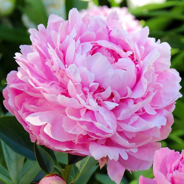 PIWONIA CHIŃSKA SARAH BERNHARDT 1 SZT. + GRATIS - 8318776127 ... PIWONIA CHIŃSKA SARAH BERNHARDT 1 SZT. + GRATIS - 8318776127 ...