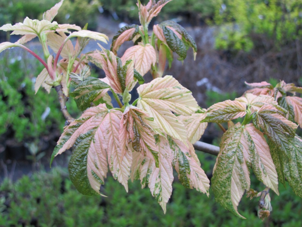 Klon jawor 'Simon - Louis Fréres' 100-120cm - 13433780505 - oficjalne archiwum Allegro