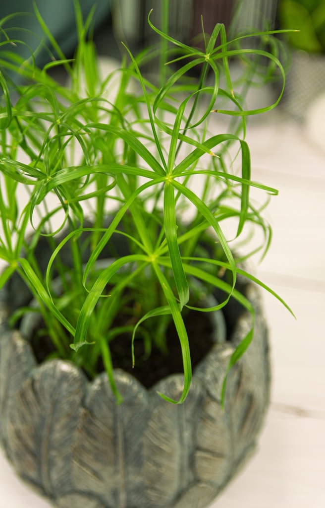 PAPIRUS Kwiat doniczkowy Roślina domowa Papyrus - 12780345315 ...