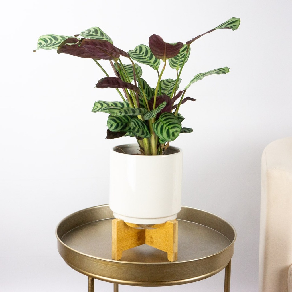 Ctenanthe Burle Marxii Fishbone maranta kalatea 35 - 11108320578 ...