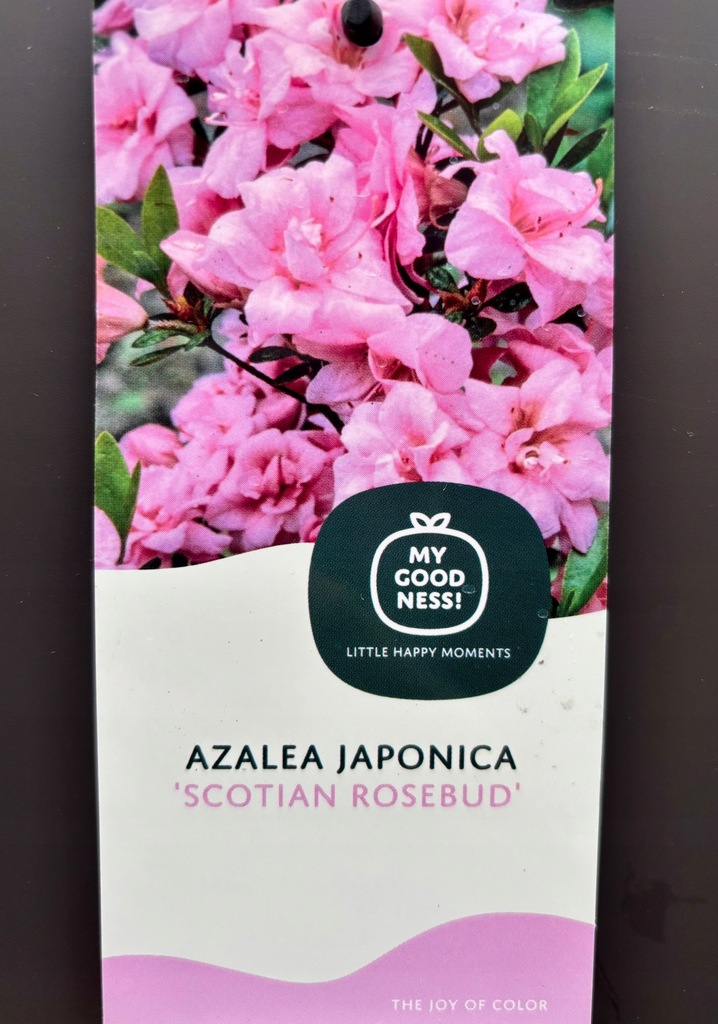 Azalia japońska Azalea japonica SCOTIAN ROSEBUD LILIOWA - 17308911531 ...