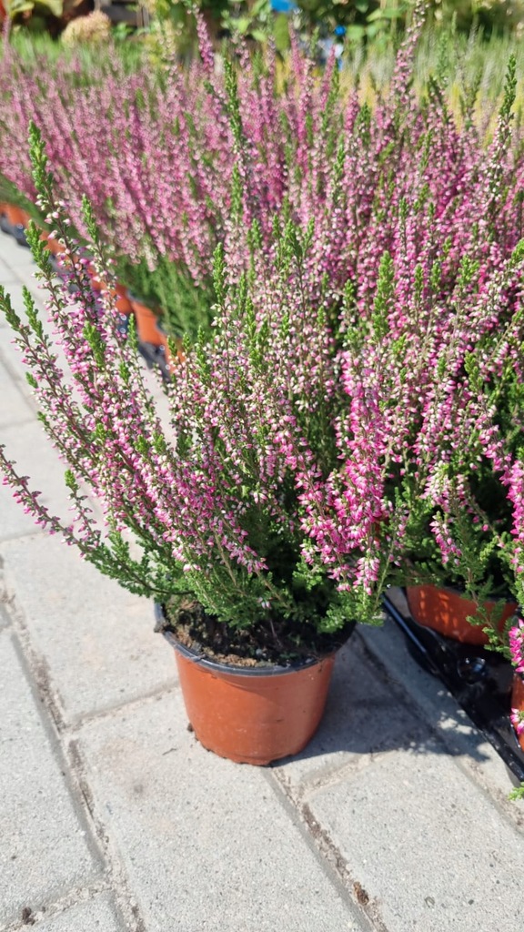 Wrzos pospolity RÓŻOWY - 12536488358 - oficjalne archiwum Allegro