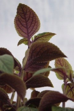 Plektrantus Nico (Komarzyca) duża sadzonka - 11383089182 - oficjalne ...