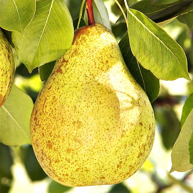 Grusza gruszka klapsa faworytka 100-150CM K. - 13463714949 - oficjalne ...