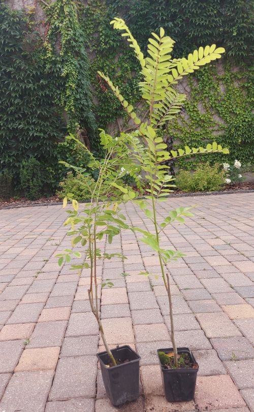 AMORFA KRZEWIASTA INDYGOWIEC EGZOTYCZNY KRZEW - 9660250886 - oficjalne ...