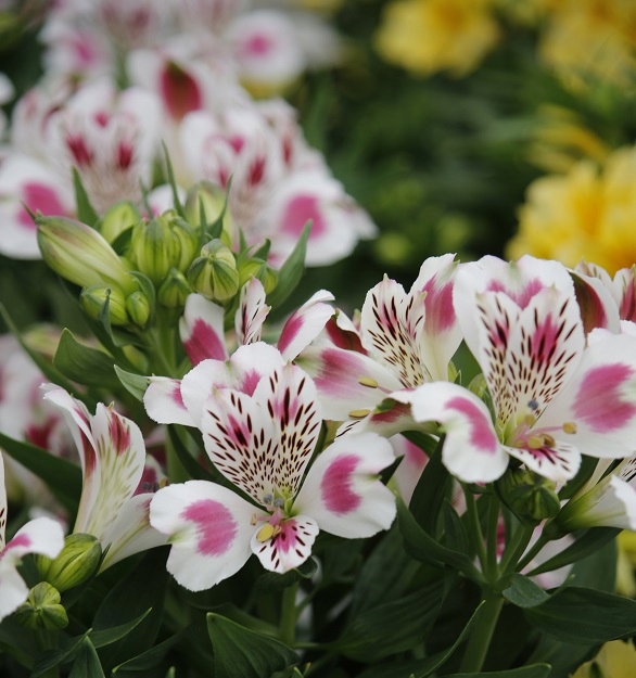 Alstromeria Alstroemeria Inticancha WHITE PINK BLUSH - 15346820394 ...