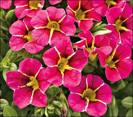 Million bells , calibrachoa , 'Cherry Star' - 13094909491 - oficjalne ...