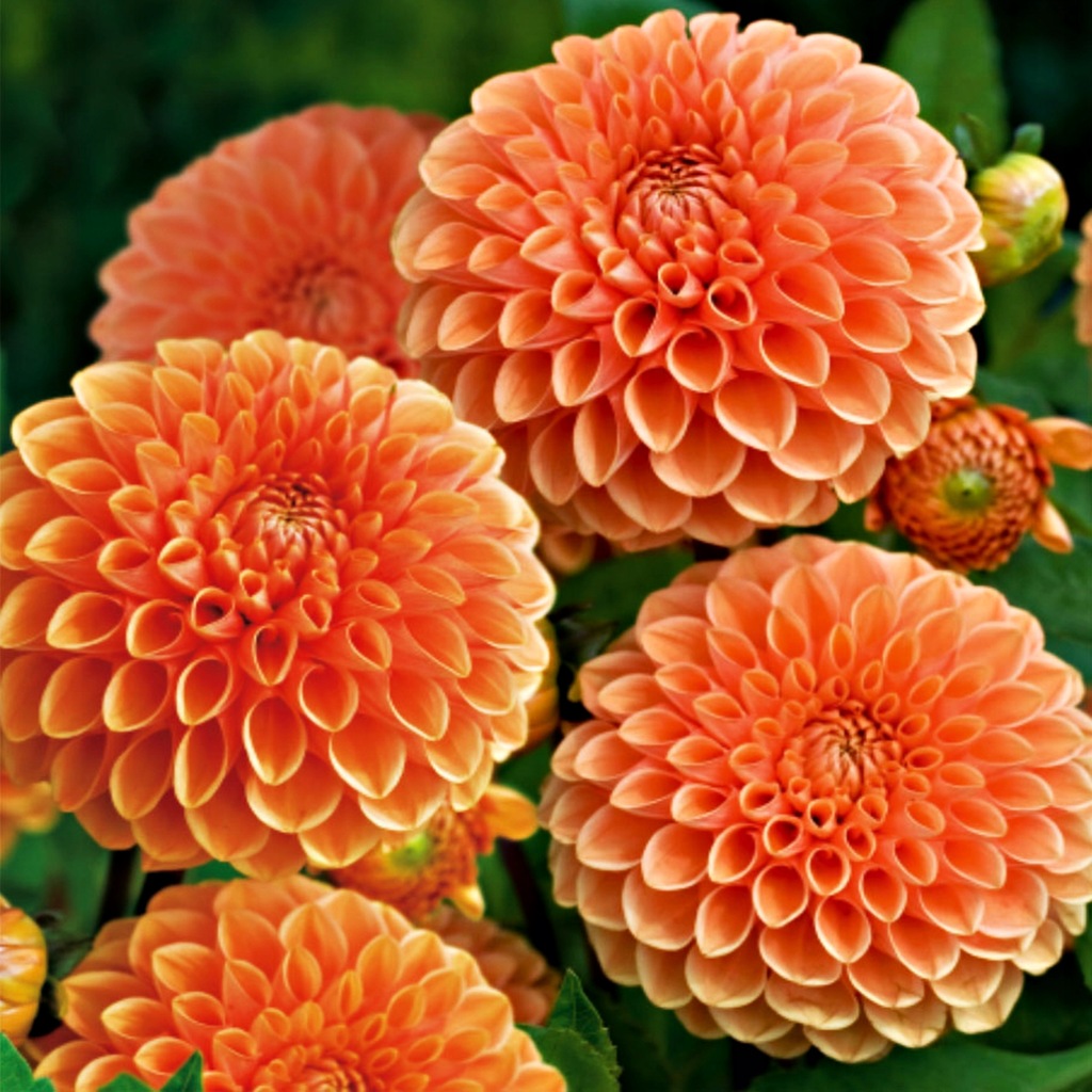 Dalia Pomponowa Sylvia 1 szt Dalie sadzonki dalii bulwy sadzonka ...