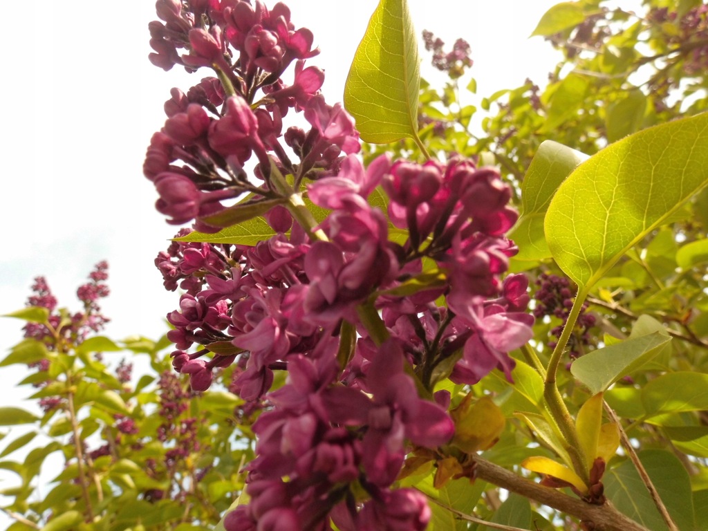 BEZ LILAK Katherine Havemeyer pachnący pełny - 14073796019 - oficjalne ...