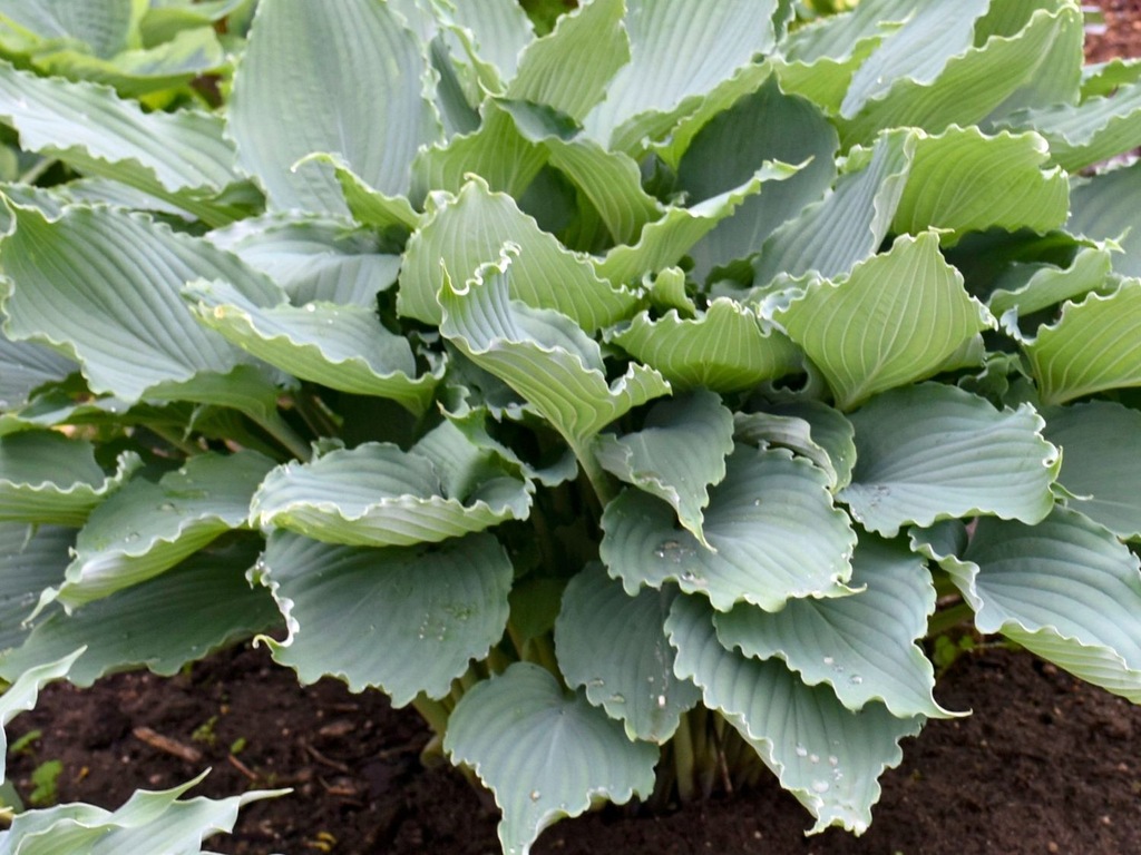 Hosta Funkia 'Diamond Lake' Nowość - 14035699081 - oficjalne archiwum ...