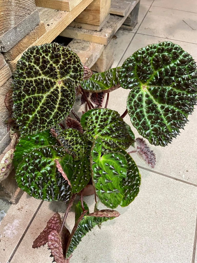 begonia ferox - 12989202632 - oficjalne archiwum Allegro