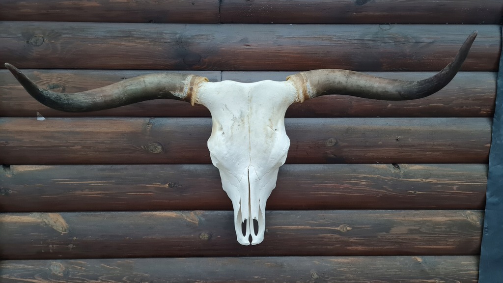 WIELKI byk SZKOCKI czaszka krowa rogi poroże TROFE - 13099081900 ...