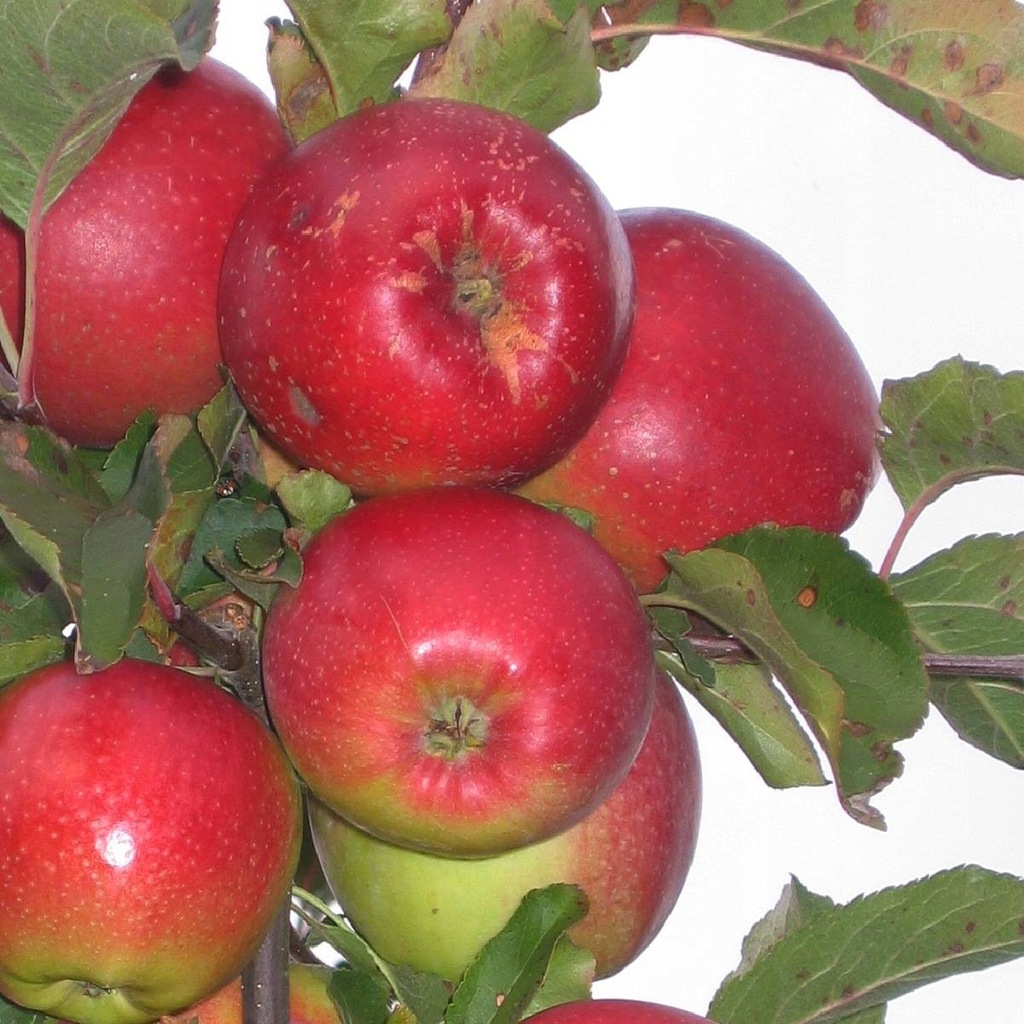 JABŁOŃ DARK LIGOL W DONICZCE SADZONKA SADZONKI - 14213474796 ...