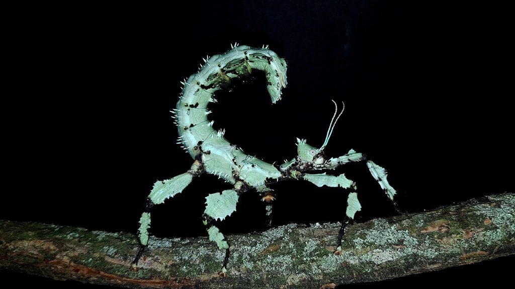 Straszyk australijski odmiana Lichen Morph - 8317398662 - oficjalne ...