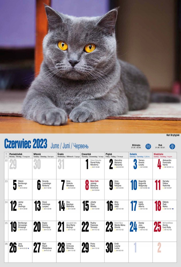 Kalendarz 2023 planszowy DUŻY ścienny KOTY KOTKI - 13204382317 - oficjalne archiwum Allegro