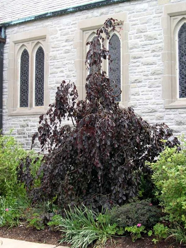 BUK płaczący pendula PURPUREA PA 120-140cm C3 - 12480348456 - oficjalne ...