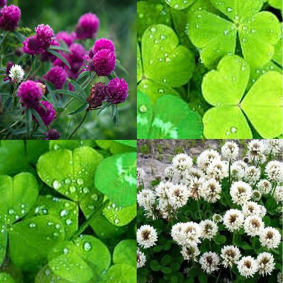 Koniczyna czerwona, Koniczyna biała, zestaw - 13000423874 - oficjalne ...