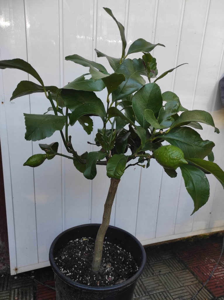 CYTRYNA ZWYCZAJNA CYTRUS LEMON - NA PNIU 70CM - 13663478761 - oficjalne ...