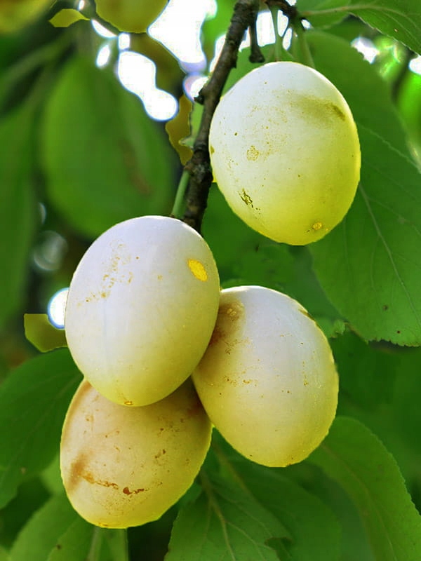 ŚLIWA WĘGIERKA BIAŁA SŁODKA BARDZO STARA ODMIANA - 12711648240 ...