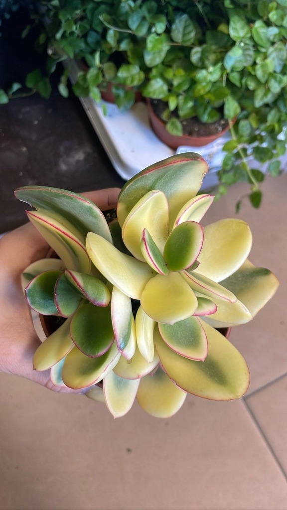 Crassula ovata 'Variegata' - grubosz - 12735049209 - oficjalne archiwum ...