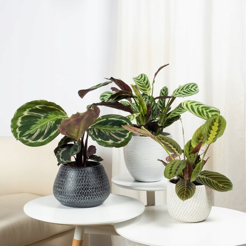 Trio Calathea Medallion Maranta Fishbone Amagris - 11108313516 ...