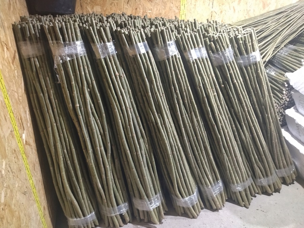 Topola energetyczna japońska sadzonki 150cm - 14937602236 - oficjalne ...