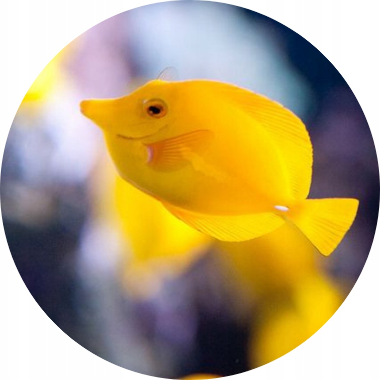 RYBKA fish żółta gruby opłatek na tort+GRATIS - 9829559001 - oficjalne ...