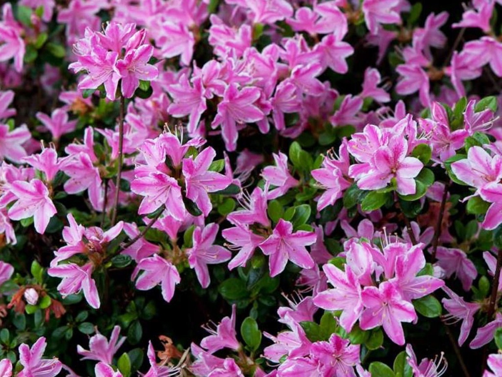 Azalia japońska KERMESINA ROSE różowo- biała - 13378978586 - oficjalne ...