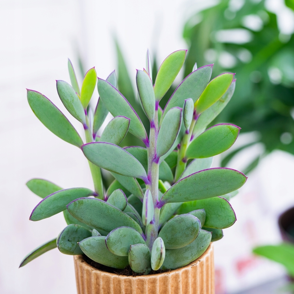 Senecio crassissimus na słoneczny parapet M - 10422138905 - oficjalne ...