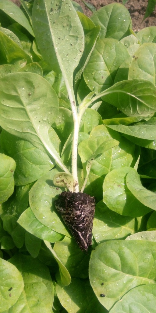 Tytoń Virginia Gold sadzonki 10 sztuk - 12174914051 - oficjalne ...