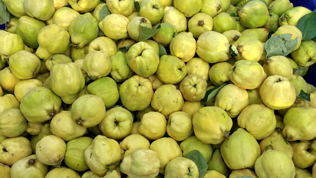 PIGWA GRUSZKOWA MEGA DUŻE OWOCE NA PRZETWORY 1KG - 12644048891 ... PIGWA GRUSZKOWA MEGA DUŻE OWOCE NA PRZETWORY 1KG - 12644048891 ...