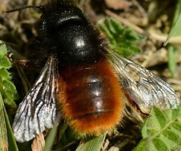 pszczoła murarka rogata ogrodowa kokony - 11375318116 - oficjalne ...