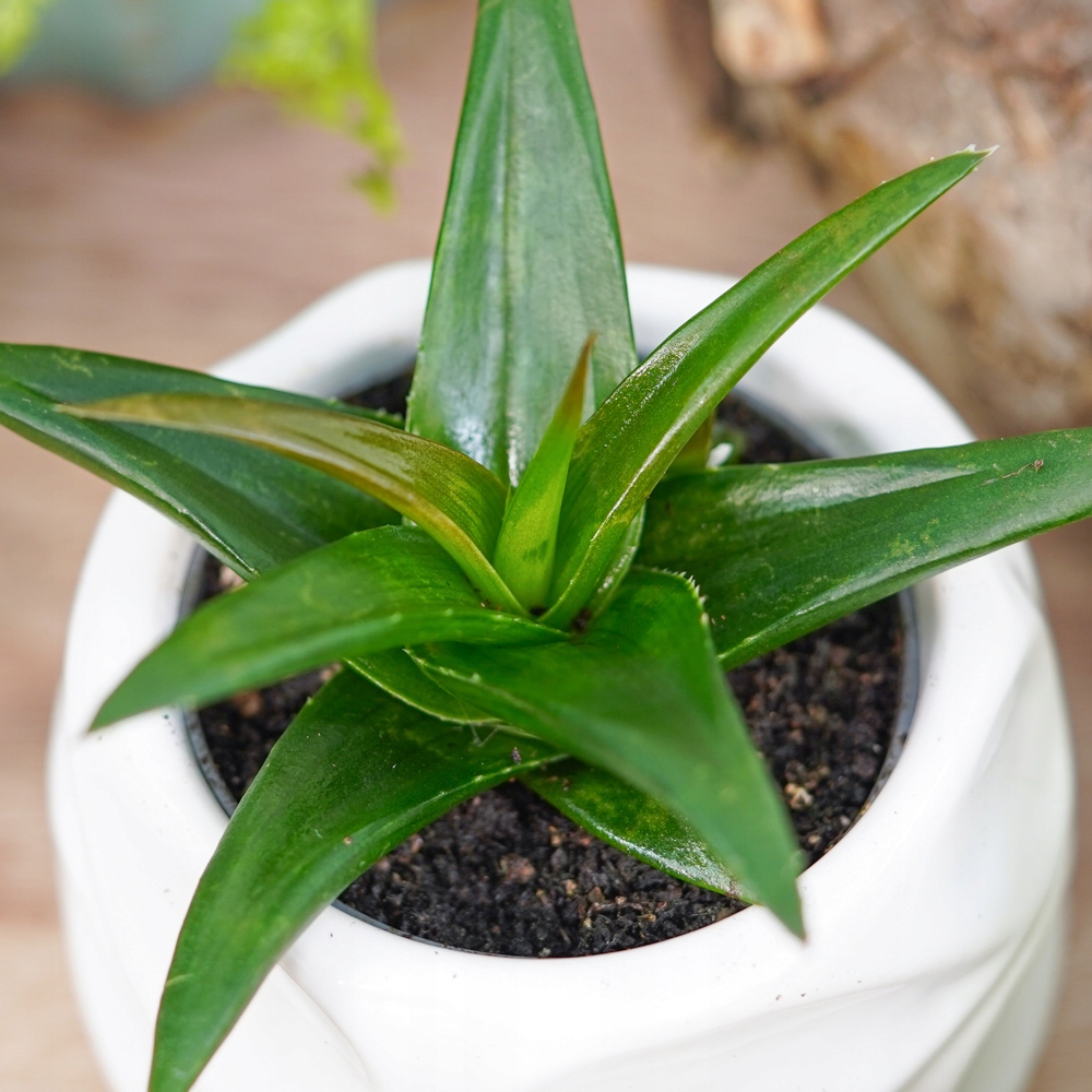 ALWORTHIA 'BLACK GEM' liście jak CZARNE HAWORTHIA - 9567440822 ...