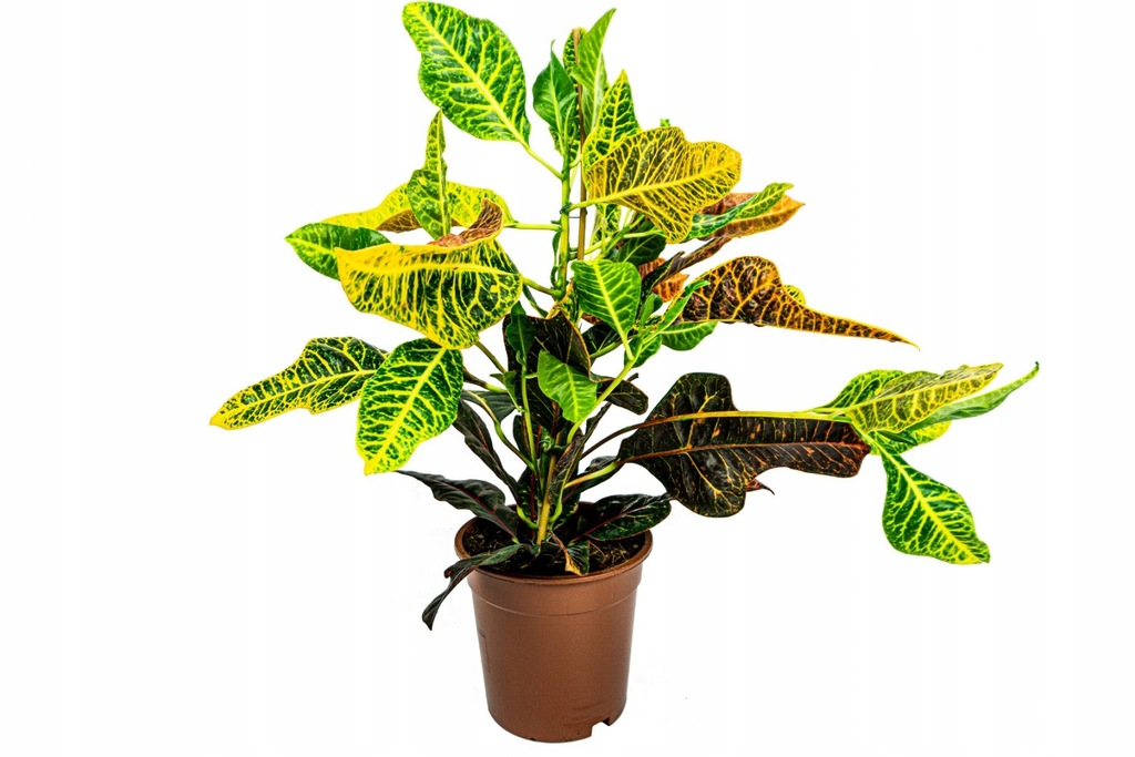 Kroton Codiaeum variegatum Excellent XL 50-65 cm - 13640789701 ...