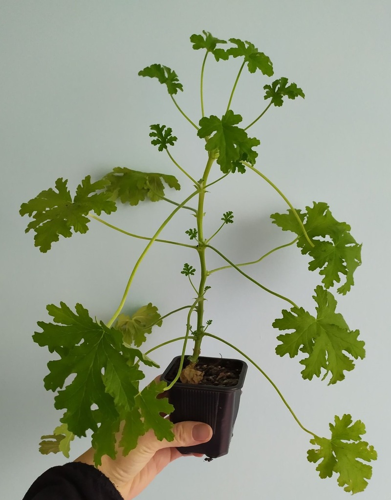 Anginka geranium - 12628583542 - oficjalne archiwum Allegro