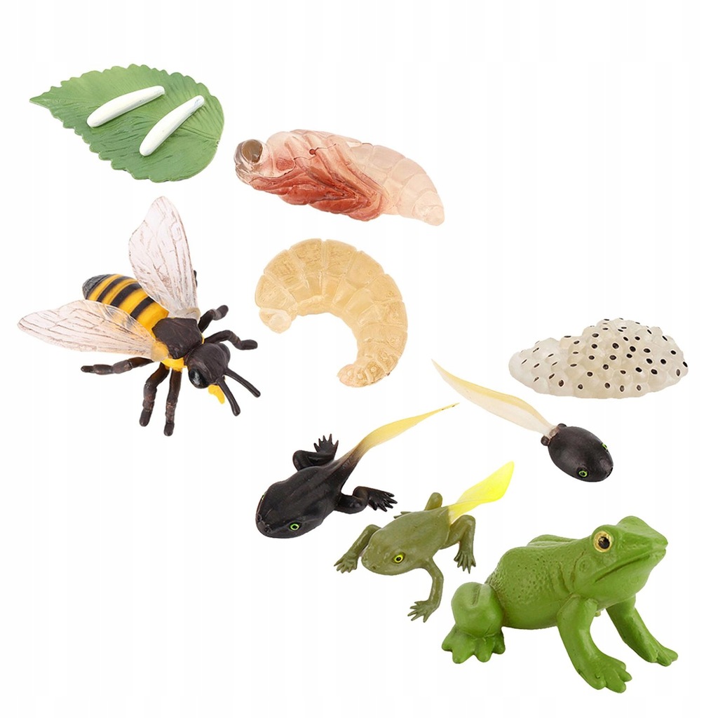 2x Kids Animals Frog Bee Growth Process - 13840170916 - oficjalne ...